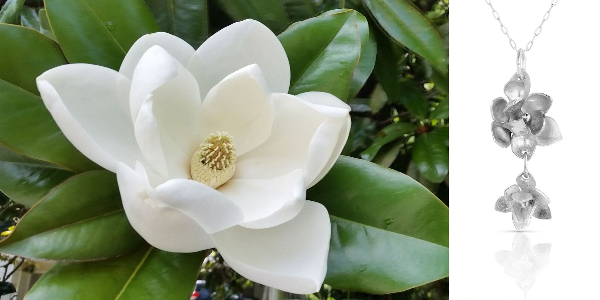 Magnolia